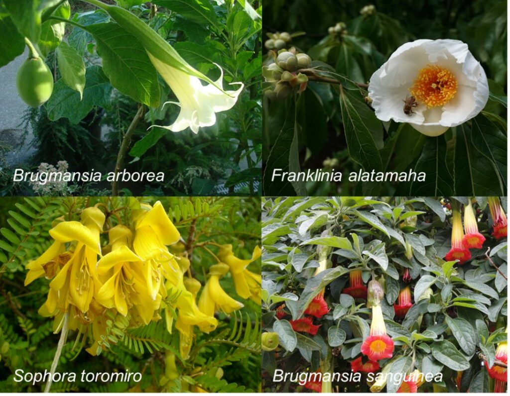 The Global Urban Tree Inventory (GUTI) | Which Plant Where